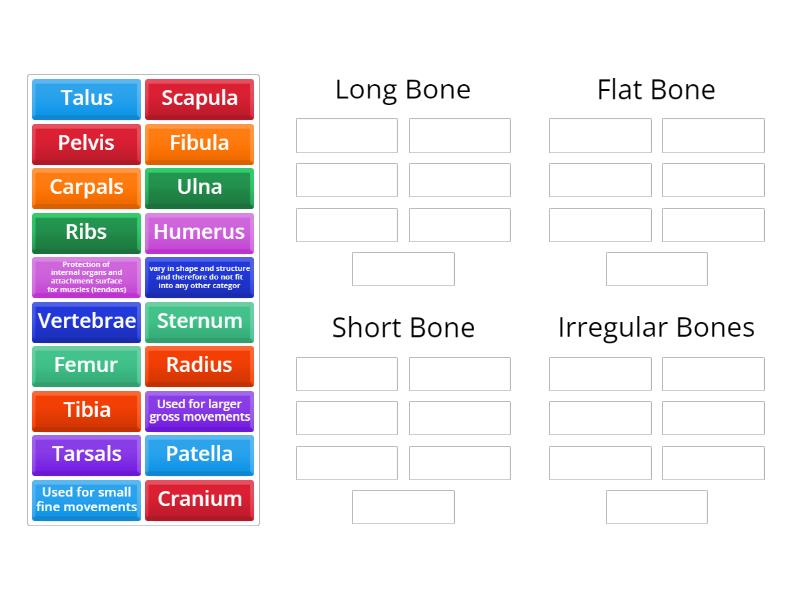 GCSE Types of Bone - Group sort