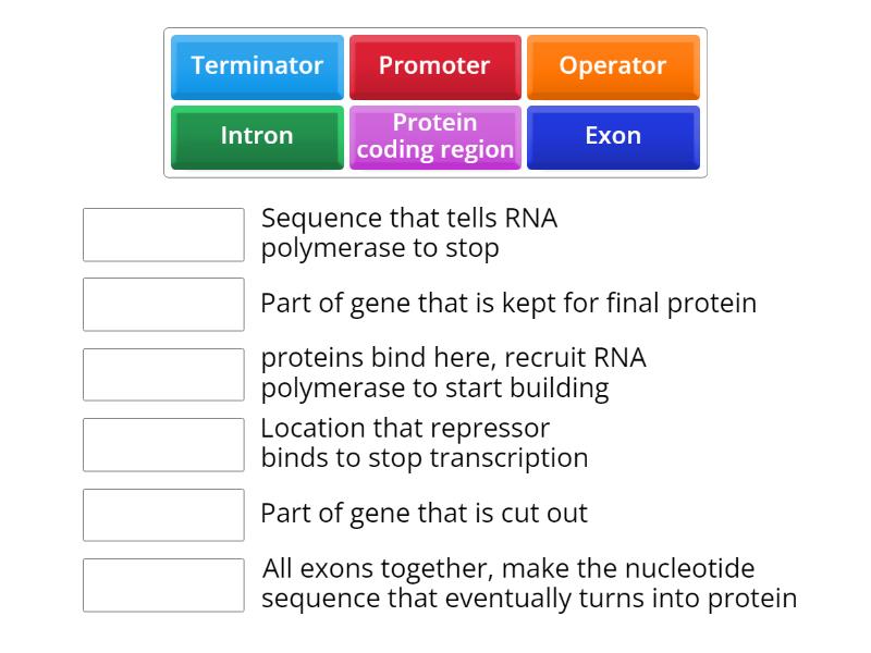 Functions of gene parts - Match up