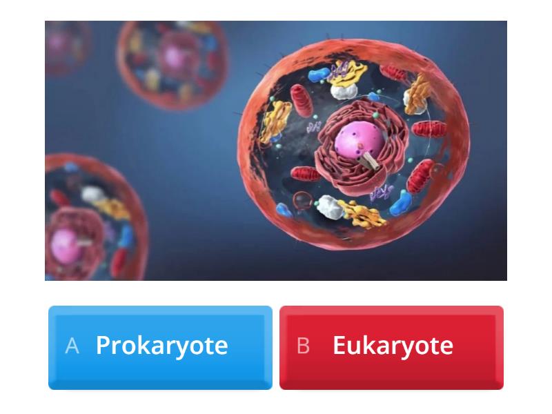 Prokaryote vs Eukaryote - Quiz