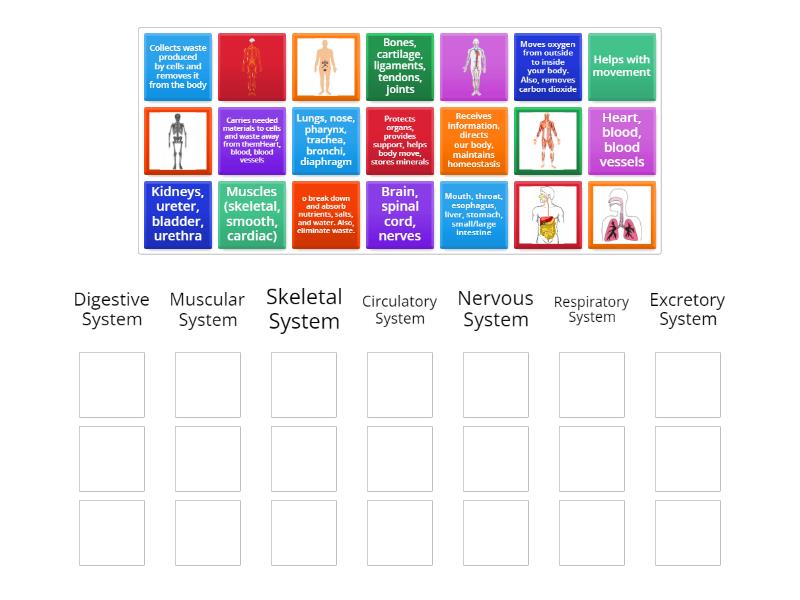Body Systems - Group sort