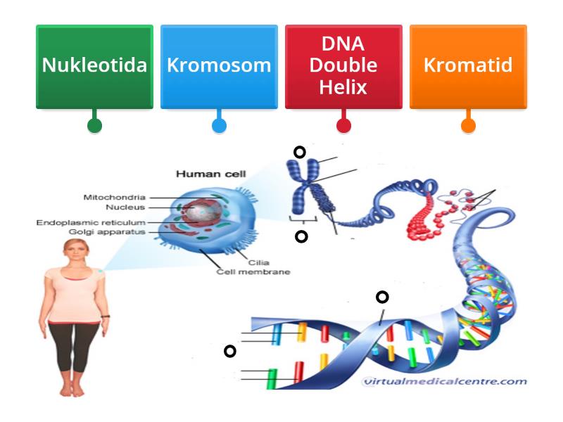 KUIS - Labelled diagram