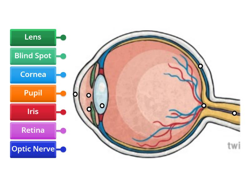 ODonnell Eye Labelling - Labelled diagram