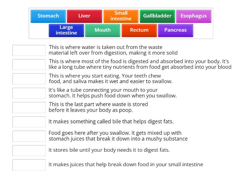 Digestive System - Match up