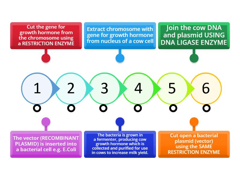 Genetic engineering - producing cow growth hormone (iGCSE Edexcel focus ...