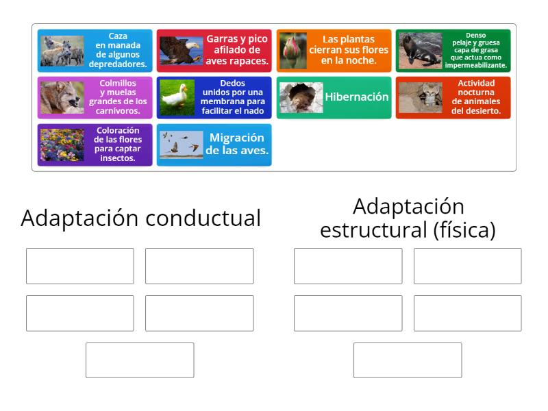 Repaso de evaluación 5°Básico:" adaptación de los seres vivos ...
