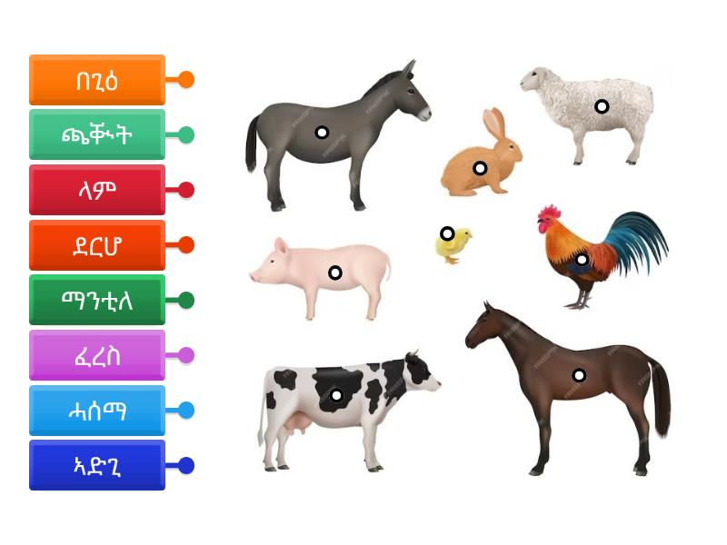 Level 2. Domestic animals in Tigrinya (ሌላ ምስ እንስሳ ዘቤት) - Labelled diagram