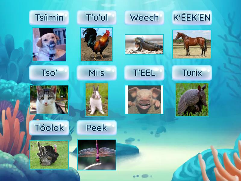 Animales en lengua maya - Match up