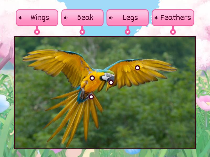 Birds - Labelled diagram