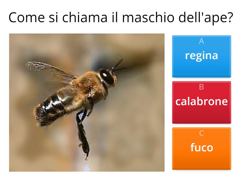 Domande sull'ape - Quiz
