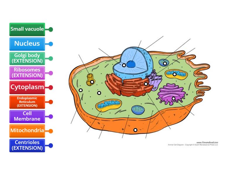 Animal Cell Labels - Labelled diagram