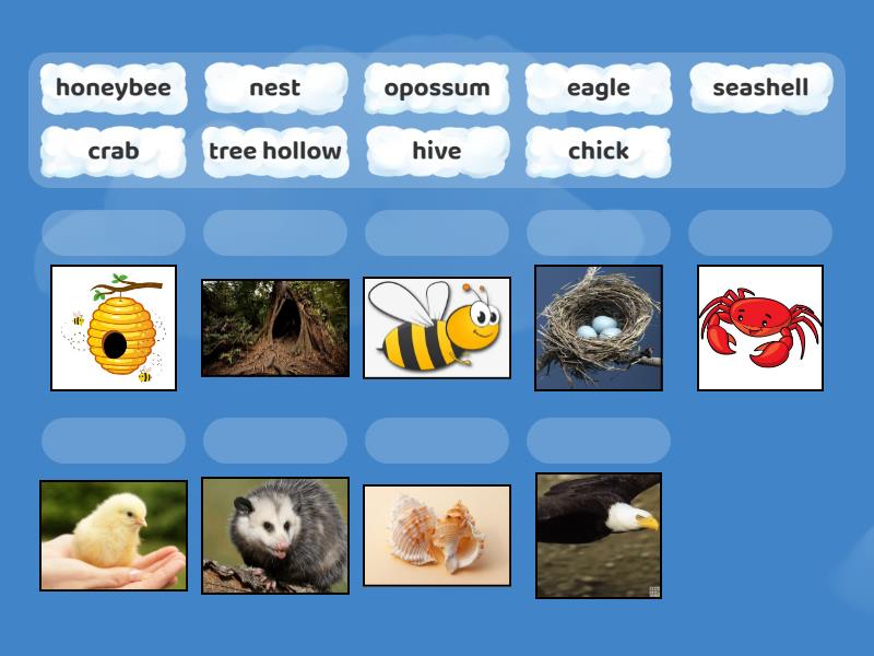 Oxford Discover 1: Unit 5: Words - Animal Homes - Match up