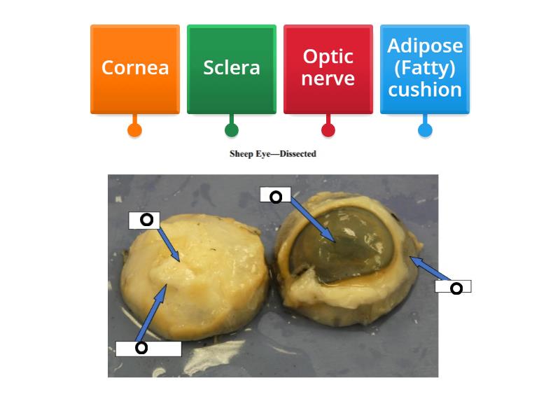 Sheep eye 2 - Labelled diagram