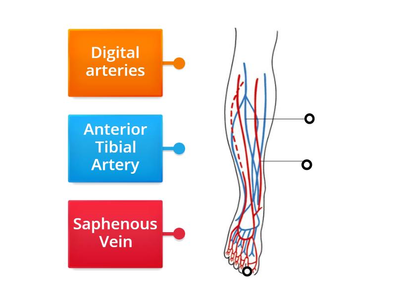 Blood of the foot and leg - Labelled diagram