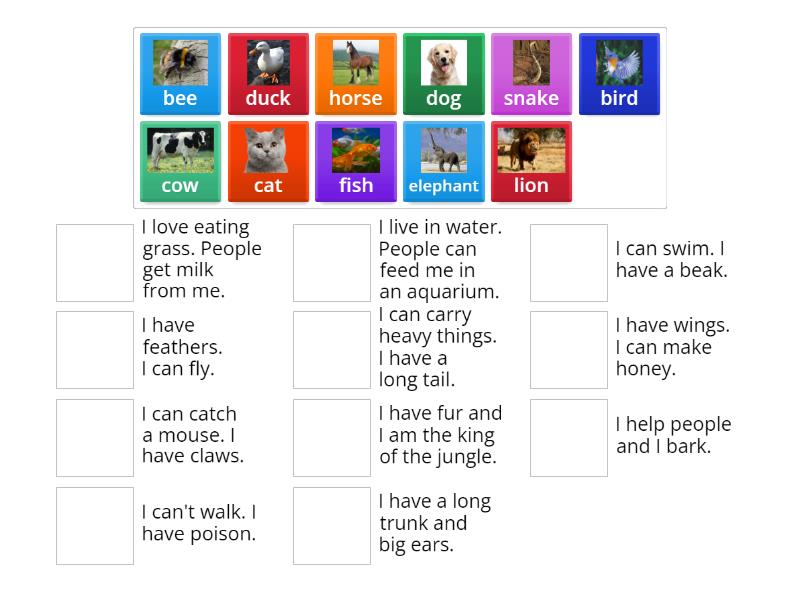Matching 1 (Animal shelter) - Match up