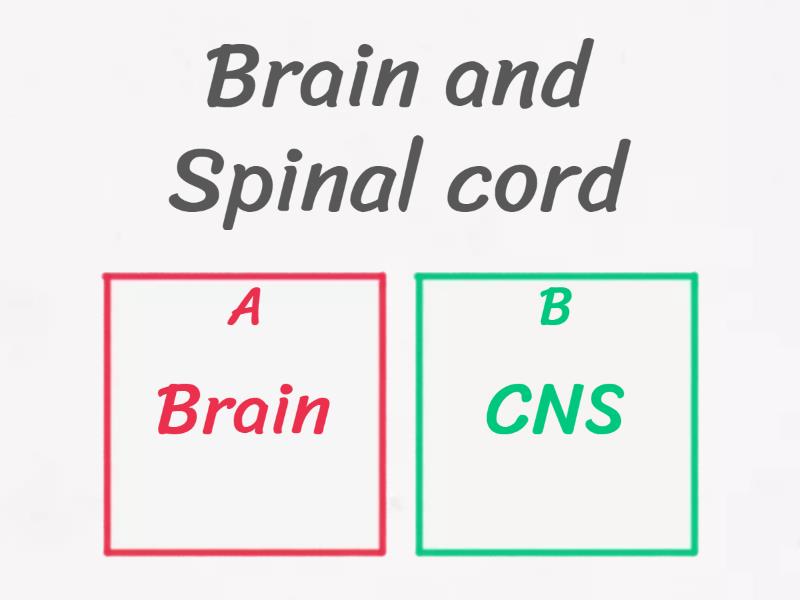 nervous system - Quiz
