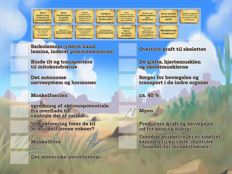Muskler - deres funktion og opbygning - Match up