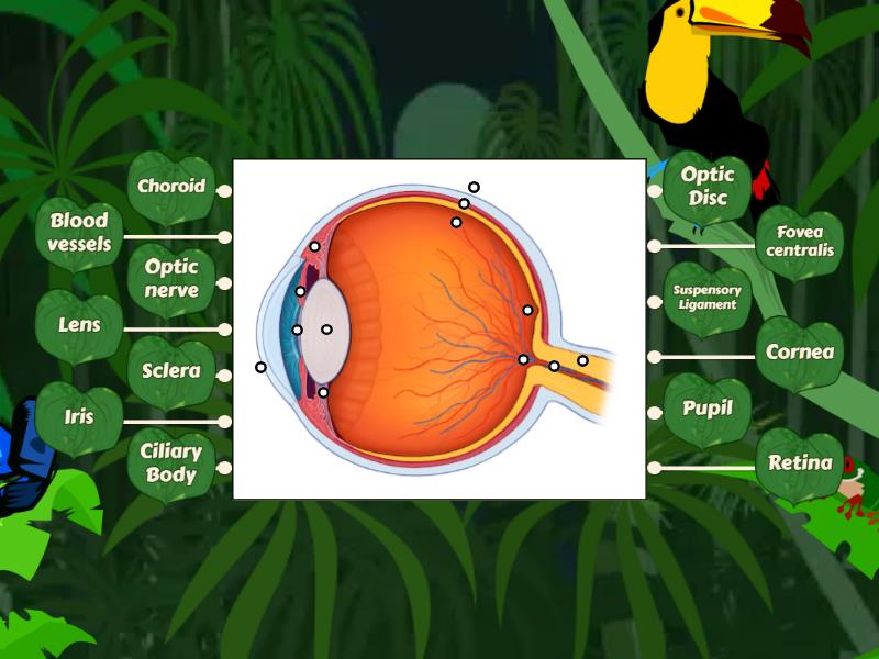 Label the human eye - Labelled diagram