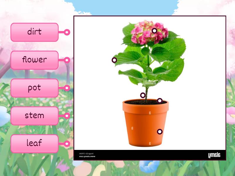 Labelled Plant - Labelled diagram