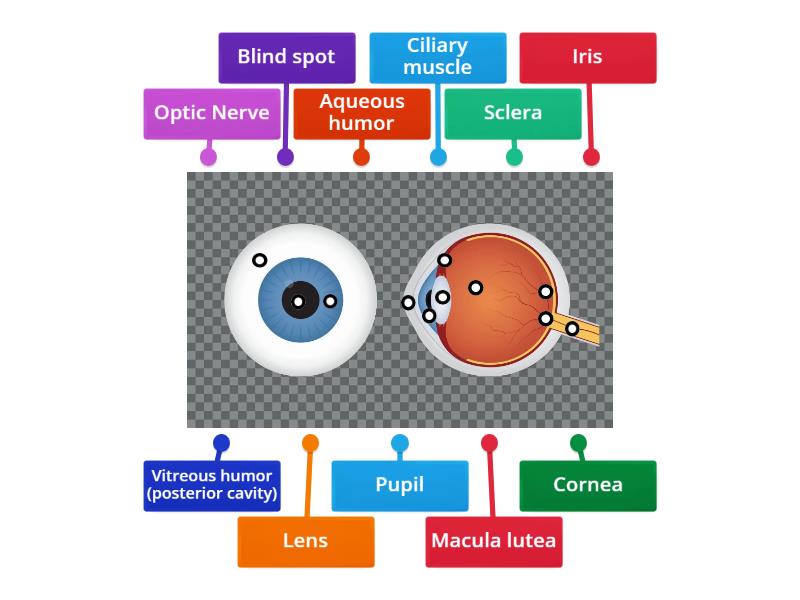Eyeball Anatomy - Labelled diagram