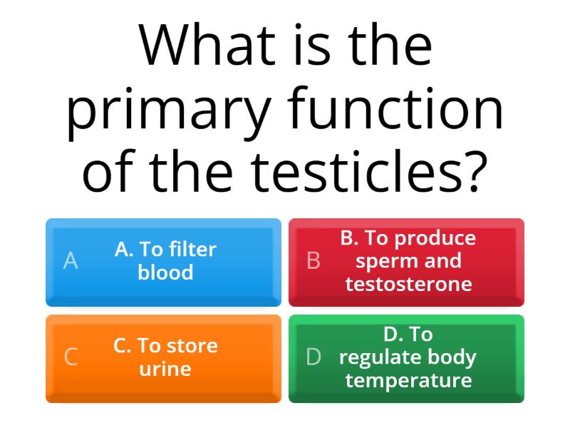 Internal and external male reproductive system - Quiz