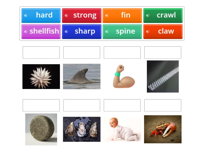 Sea creatures - Match up