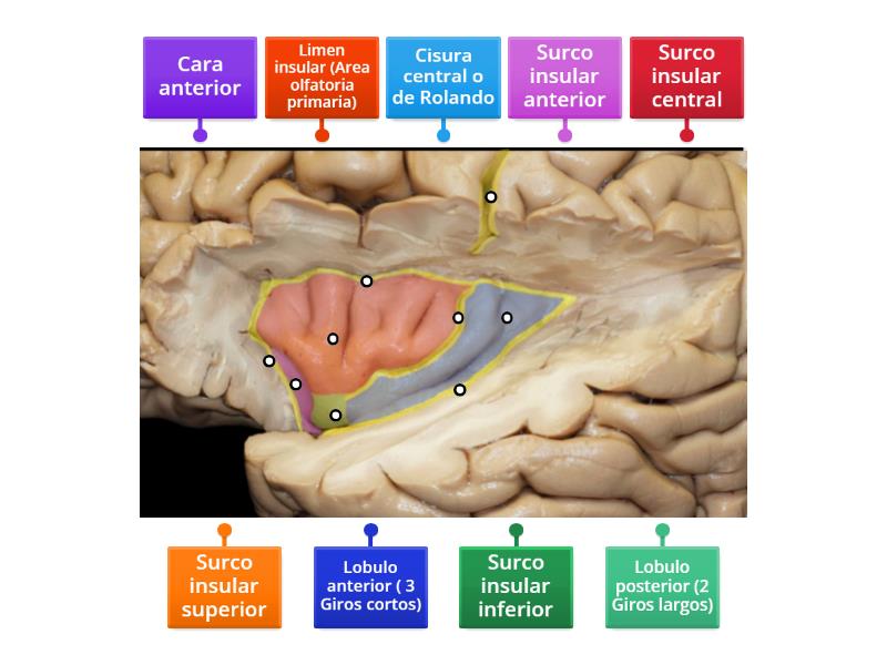 Insula - Labelled diagram