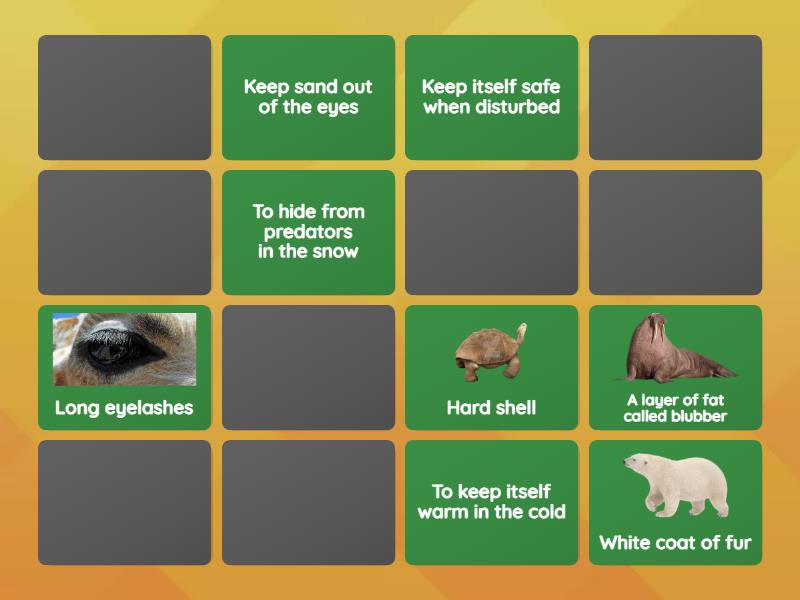 Animal Adaptations - Matching pairs