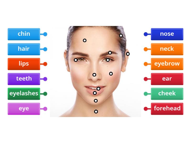 Face - Labelled diagram