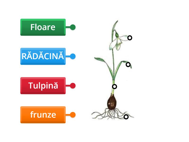 Părțile componente ale unei plante - Diagramă etichetată