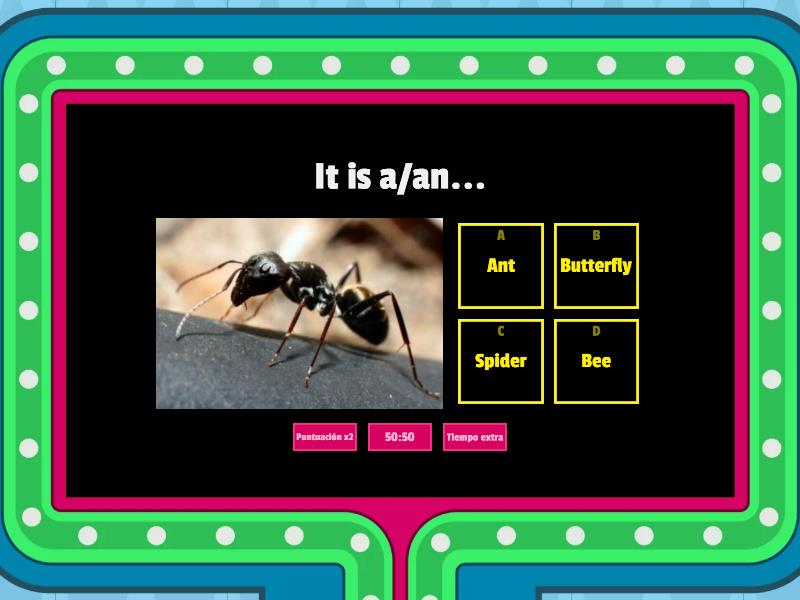 Insect Quiz Gameshow Quiz