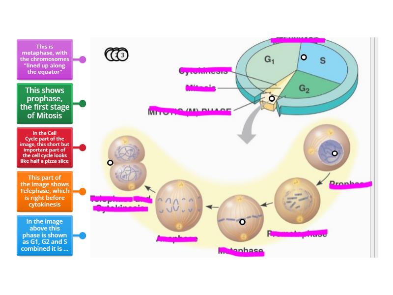 Cell Cycle and Mitosis - Labelled diagram