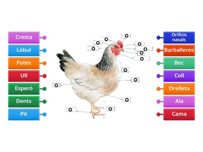 Parts de la gallina_Nivell senzill - Labelled diagram