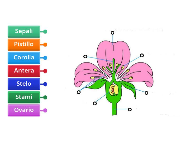 Parti del fiore - Labelled diagram