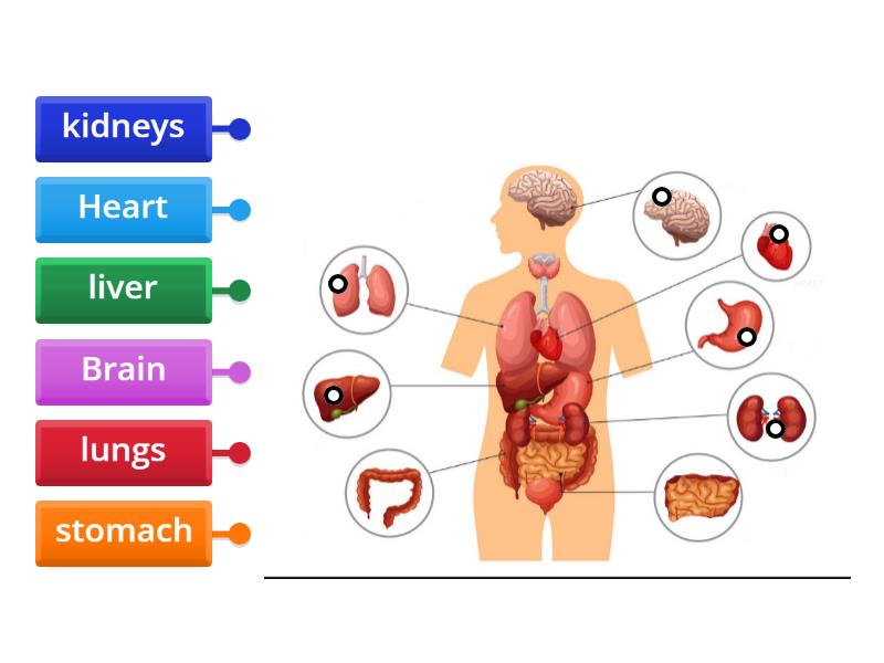 Internal body parts - Labelled diagram