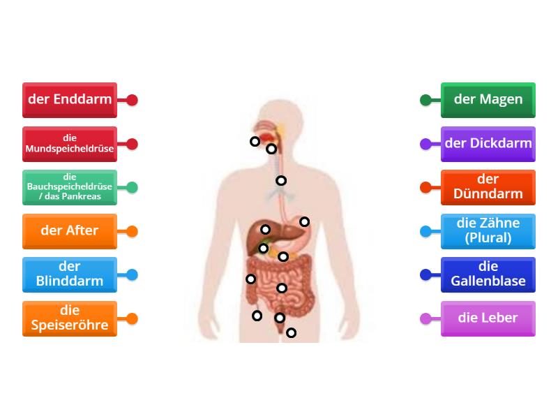 NaWi 6 Kl.: Verdauungsorgane - Labelled diagram