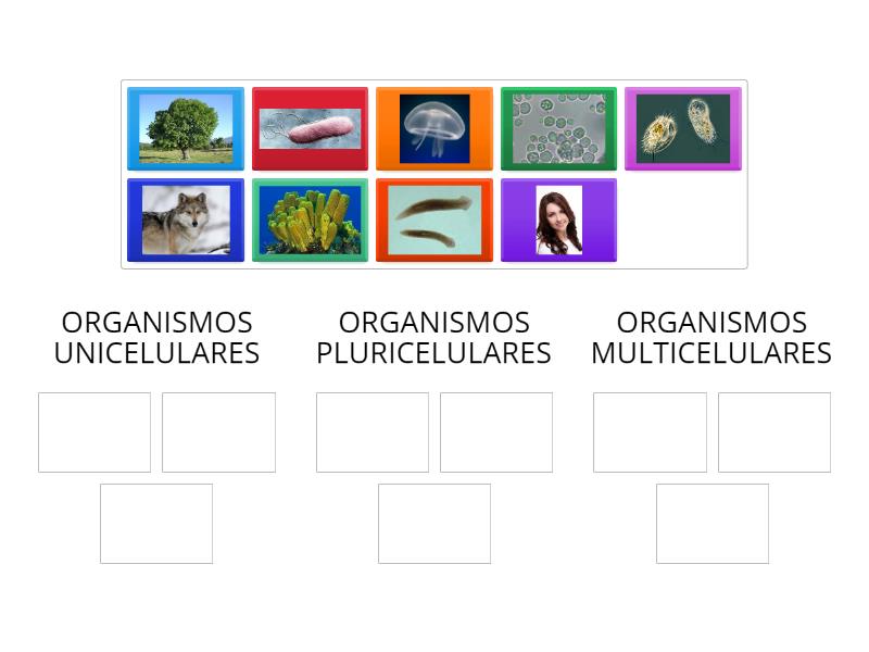 Organismos Unicelulares Multicelulares Y Pluricelulares Group Sort