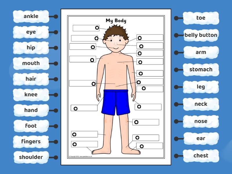 Parts of the body - Labelled diagram