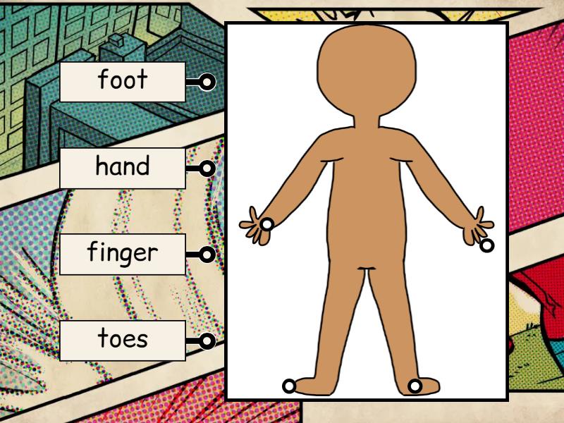 body - Labelled diagram