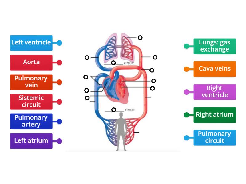 Circulatory system - Labelled diagram