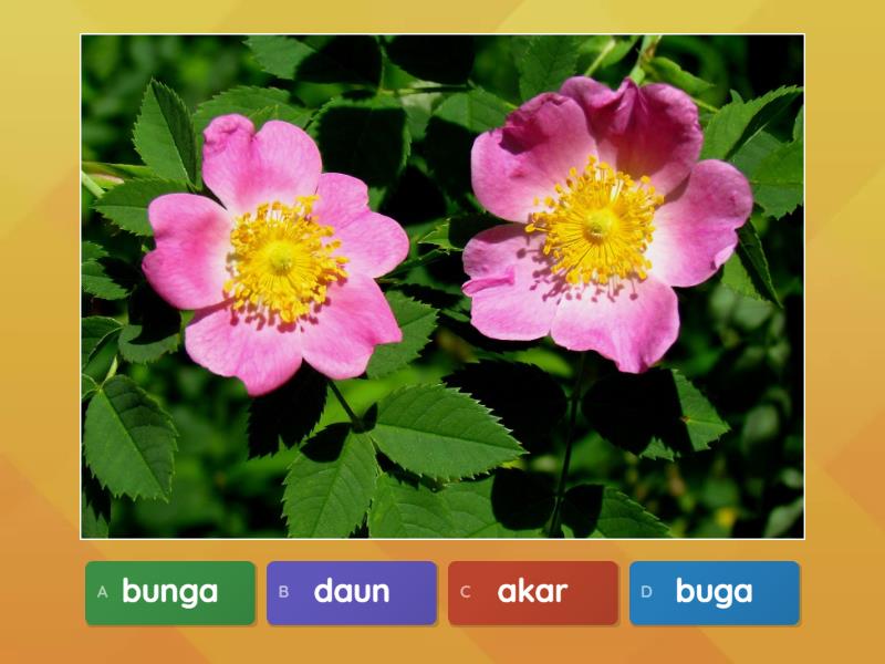 BM 1b Taman Bunga - Cuestionario