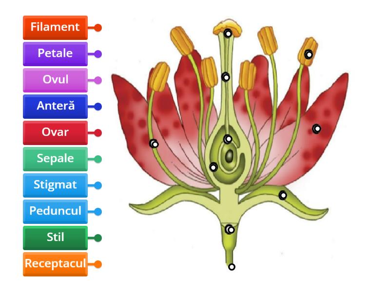 Structura florii la angiosperme VII - Diagrama con etiquetas