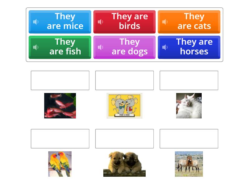Kid's box 1 Unit 5 Pets Plural - Match up