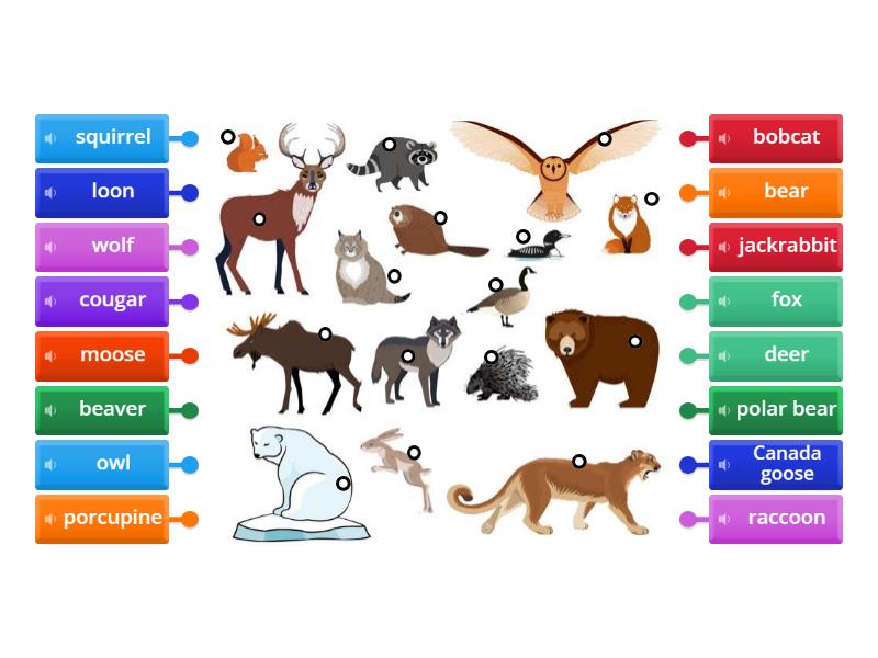 Canadian Wildlife Vocabulary - Labelled diagram