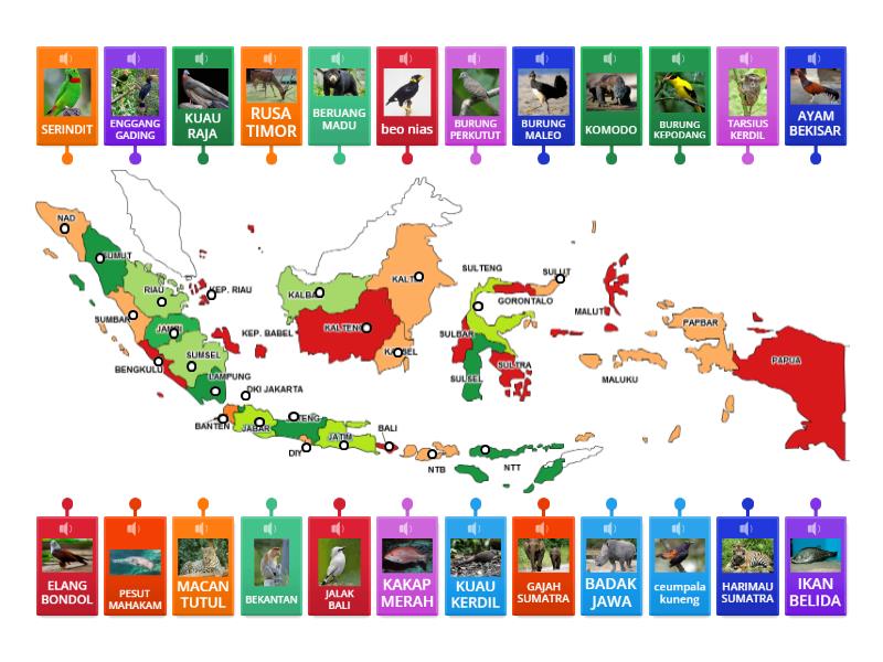 PETA PERSEBARAN FAUNA INDONESIA TIPE ASIATIS DAN PERALIHAN - Labelled ...