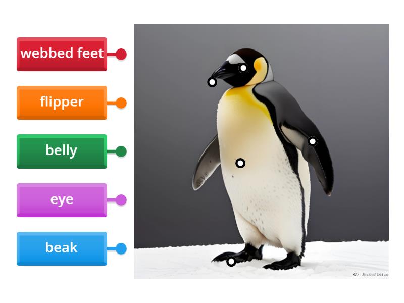 Penguin - body - Labelled diagram