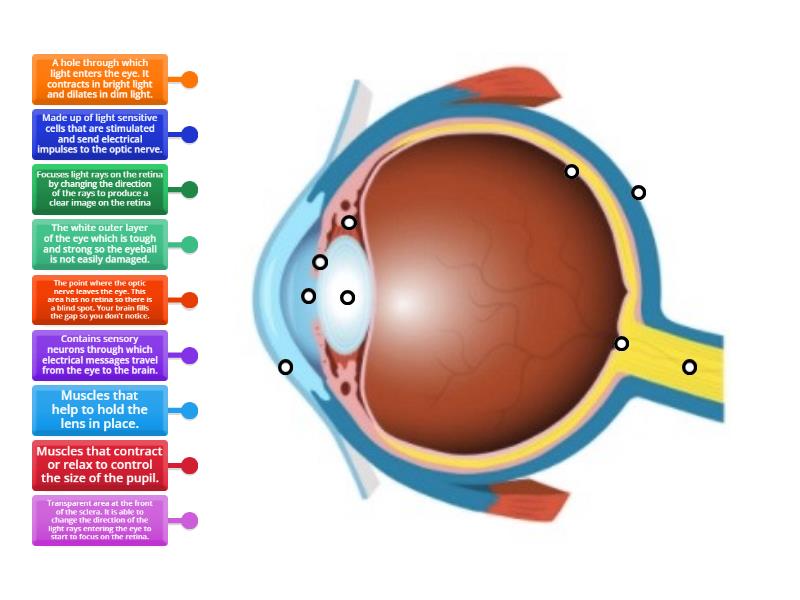 The Eye - Functions AC - Labelled diagram