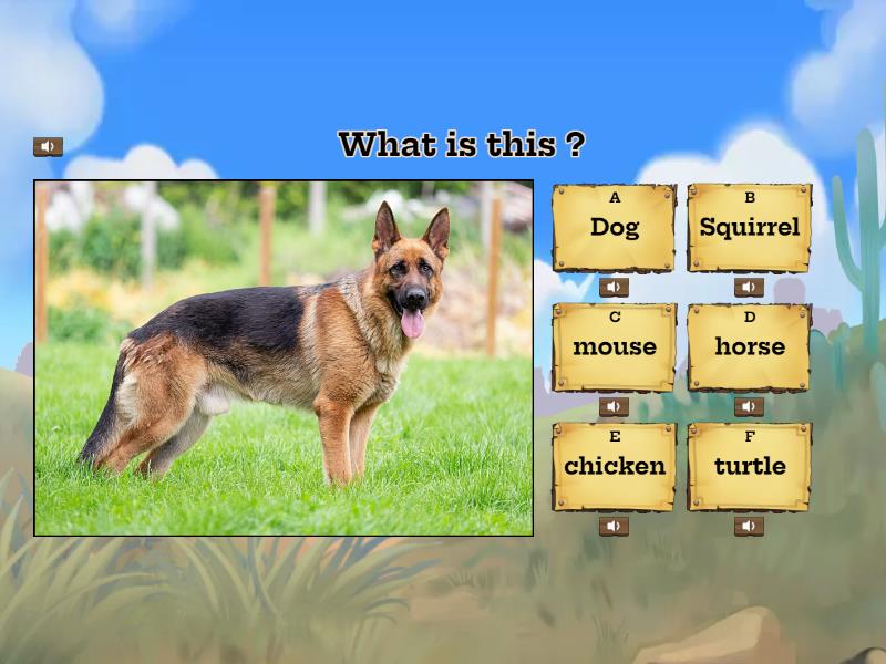 Pets - Quiz