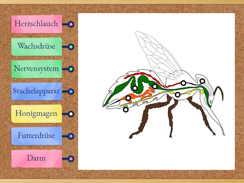 Organe der Biene - Labelled diagram