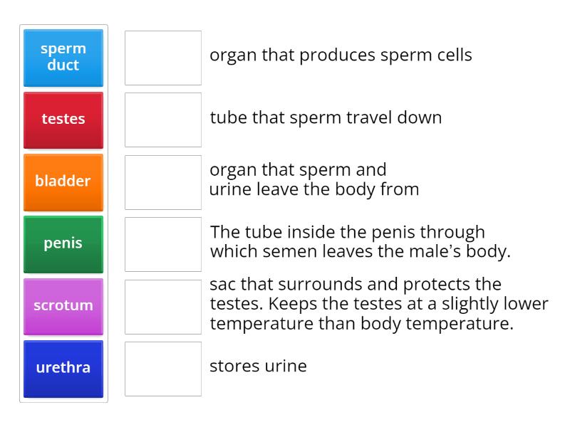 Male reproductive system functions [modified] - Match up