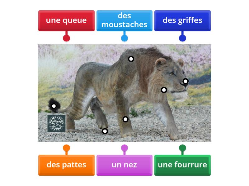 Le lion - Labelled diagram